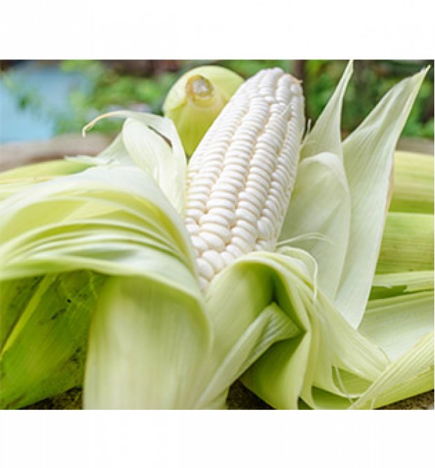 CAMERON HIGHLAND WHITE CORN MALAYSIA